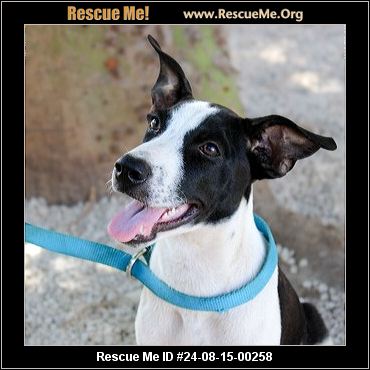 - Nevada Dog Rescue - ADOPTIONS - Rescue Me!