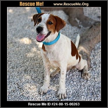 - Nevada Dog Rescue - ADOPTIONS - Rescue Me!
