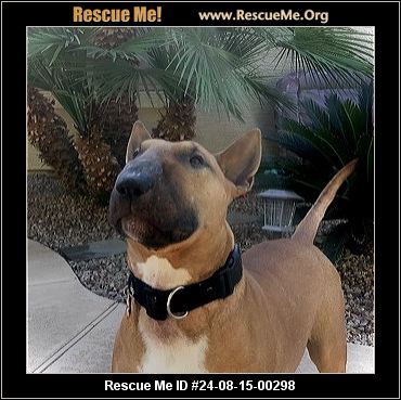 - Arizona Bull Terrier Rescue - ADOPTIONS - Rescue Me!