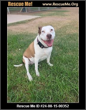 - California Border Collie Rescue - ADOPTIONS - Rescue Me!