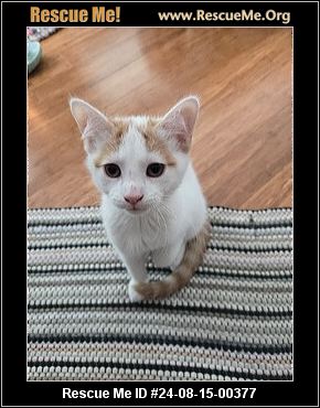 - Michigan Cat Rescue - ADOPTIONS - Rescue Me!