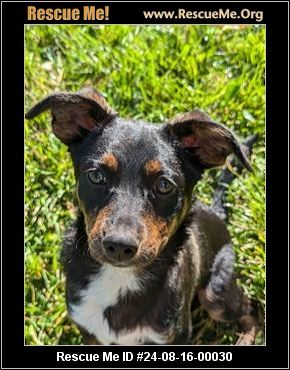 - Ohio Dog Rescue - ADOPTIONS - Rescue Me!