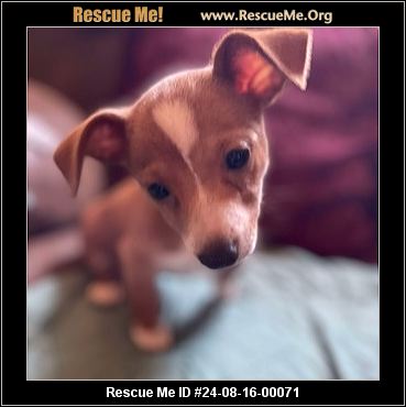 - Alabama Dog Rescue - ADOPTIONS - Rescue Me!