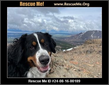 - Alaska Dog Rescue - ADOPTIONS - Rescue Me!