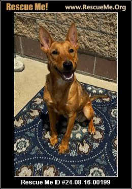 - Indiana Dog Rescue - ADOPTIONS - Rescue Me!