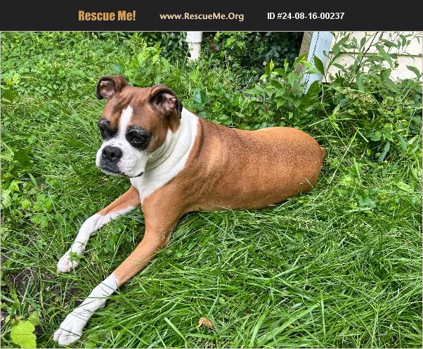 ADOPT 24081600237 ~ Boxer Rescue ~ Xenia, OH
