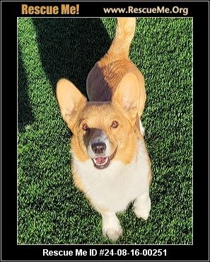 - Arizona Mutt Rescue - ADOPTIONS - Rescue Me!