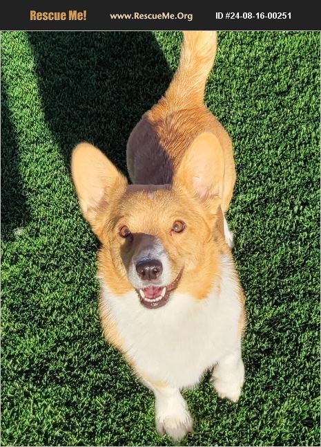 ADOPT 24081600251 ~ Corgi Rescue ~ Kingman, AZ
