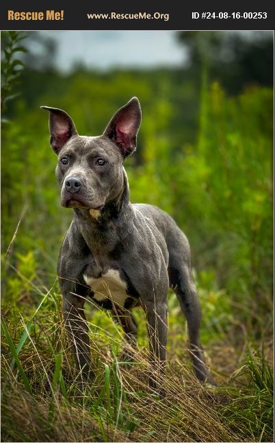 ADOPT 24081600253 ~ Pit Bull Rescue ~ Albertville, AL
