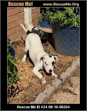 - Rhode Island Dog Rescue - ADOPTIONS - Rescue Me!