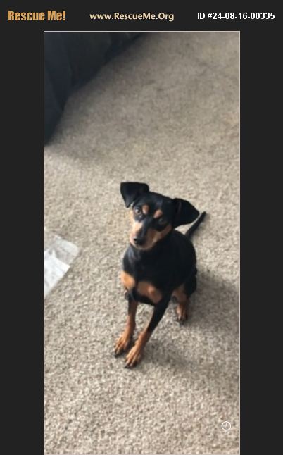 ADOPT 24081600335 ~ Miniature Pinscher Rescue ~ Farmington Hills, MI