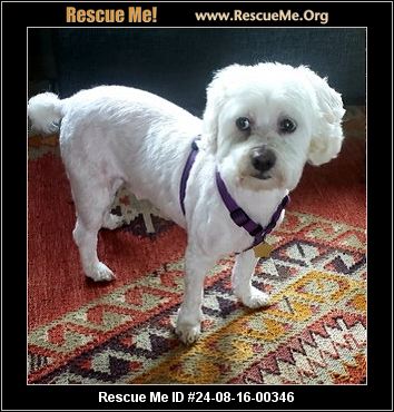 - Washington Maltese Rescue - ADOPTIONS - Rescue Me!
