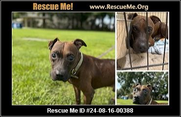- Florida Pit Bull Rescue - ADOPTIONS - Rescue Me!
