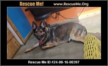- Indiana German Shepherd Rescue - ADOPTIONS - Rescue Me!