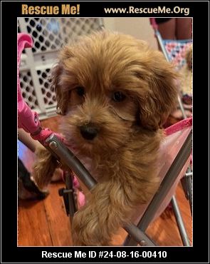 - Colorado Dog Rescue - ADOPTIONS - Rescue Me!