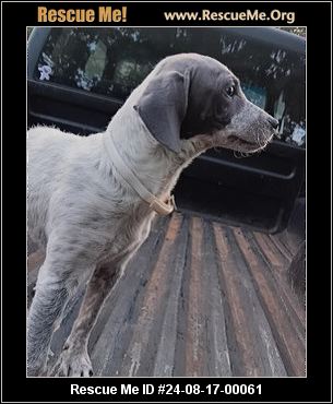 - North Carolina Dog Rescue - ADOPTIONS - Rescue Me!