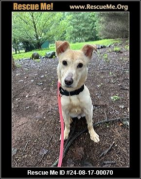 - North Carolina Dog Rescue - ADOPTIONS - Rescue Me!