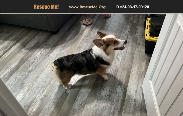 ADOPT 24081700120 ~ Corgi Rescue ~ San Antonio, TX