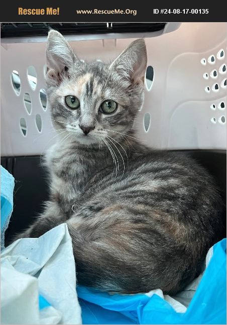 ADOPT 24081700135 ~ Domestic Cat Rescue ~ Los Angeles, CA