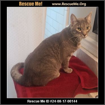 - Missouri Cat Rescue - ADOPTIONS - Rescue Me!
