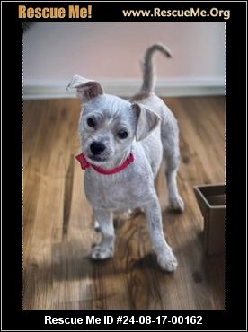 - Georgia Poodle Rescue - ADOPTIONS - Rescue Me!