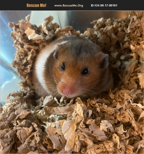 ADOPT 24081700181 ~ Small Mammal Rescue ~ Oviedo, FL