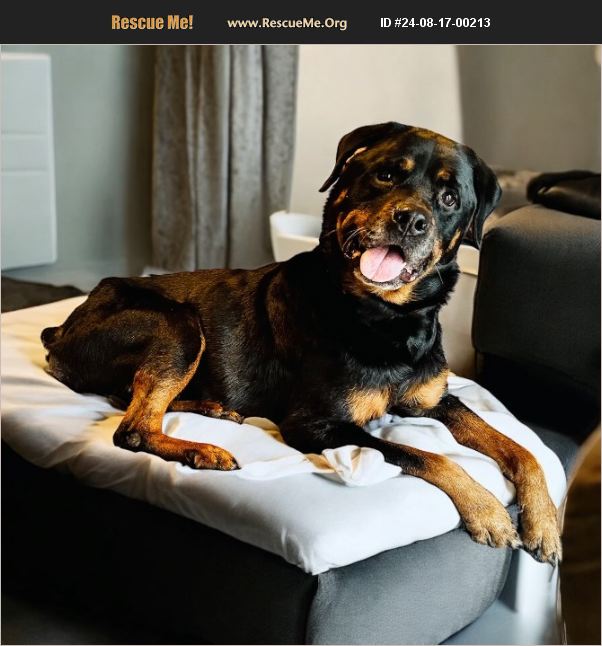 ADOPT 24081700213 ~ Rottweiler Rescue ~ Chapel Hill, NC