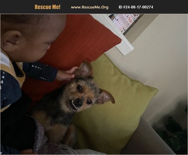 ADOPT 24081700274 ~ Yorkie Rescue ~ Houston, TX