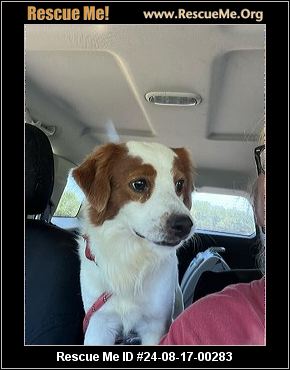 - New Jersey Dog Rescue - ADOPTIONS - Rescue Me!