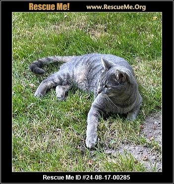- Washington Cat Rescue - ADOPTIONS - Rescue Me!