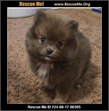 - Georgia Dog Rescue - ADOPTIONS - Rescue Me!