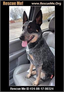 - West Virginia Dog Rescue - ADOPTIONS - Rescue Me!