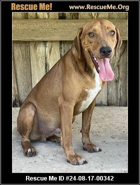 - New York Mutt Rescue - ADOPTIONS - Rescue Me!