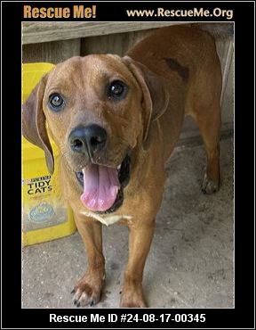 - New York Mutt Rescue - ADOPTIONS - Rescue Me!