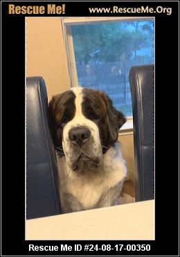 - Texas Saint Bernard Rescue - ADOPTIONS - Rescue Me!