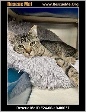 - New Jersey Cat Rescue - ADOPTIONS - Rescue Me!