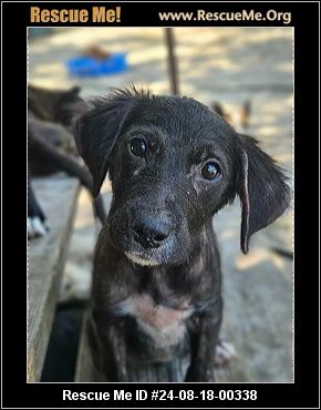 - Georgia Dog Rescue - ADOPTIONS - Rescue Me!
