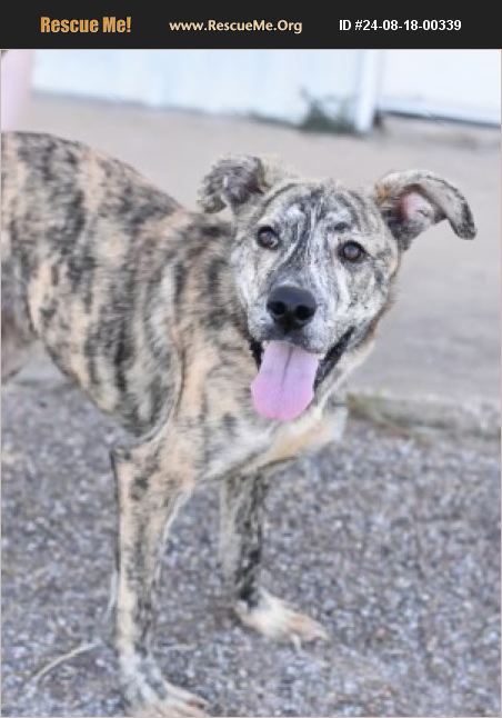 ADOPT 24081800339 ~ Mountain Cur Rescue ~ Porter, TX