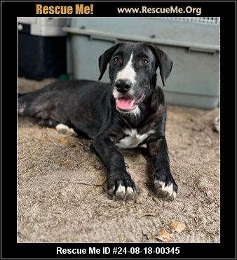 - Georgia Dog Rescue - ADOPTIONS - Rescue Me!