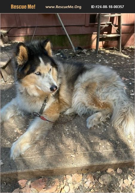 ADOPT 24081800357 ~ Alaskan Malamute Rescue ~ Pioneer, CA