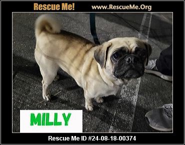 - California Pug Rescue - ADOPTIONS - Rescue Me!