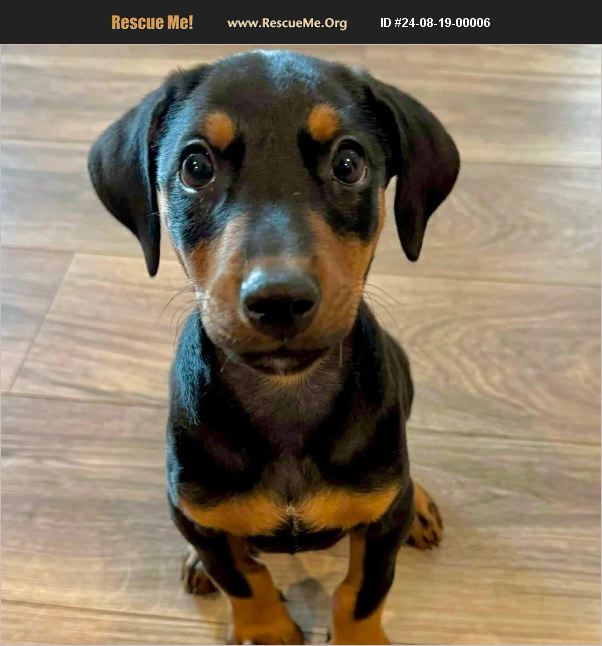 ADOPT 24081900006 ~ Doberman Pinscher Rescue ~ Mead, CO