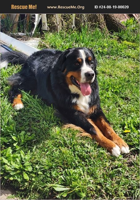 ADOPT 24081900020 ~ Bernese Mountain Dog Rescue ~ Fort Wayne, IN