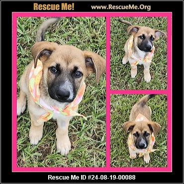 - New Jersey Dog Rescue - ADOPTIONS - Rescue Me!