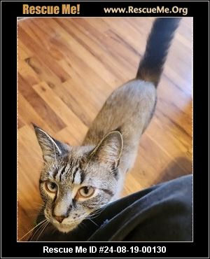 - Michigan Cat Rescue - ADOPTIONS - Rescue Me!