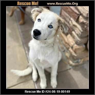 - Colorado Dog Rescue - ADOPTIONS - Rescue Me!