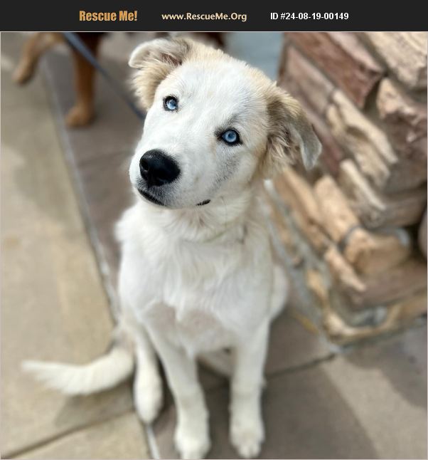 ADOPT 24081900149 ~ Great Pyrenees Rescue ~ Mead, CO