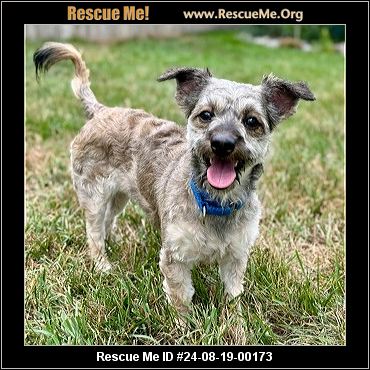 - Colorado Dog Rescue - ADOPTIONS - Rescue Me!