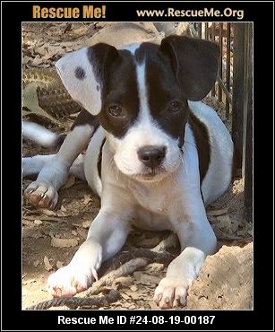 - Georgia Dog Rescue - ADOPTIONS - Rescue Me!