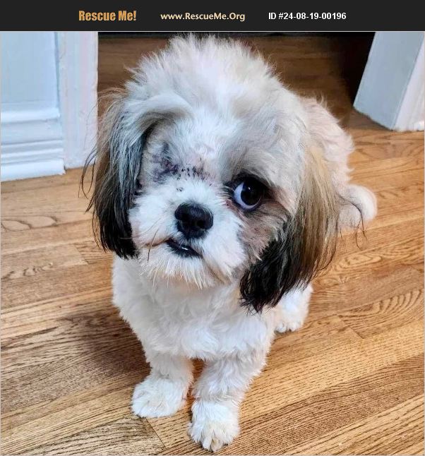 ADOPT 24081900196 ~ Shih Tzu Rescue ~ Mead, CO